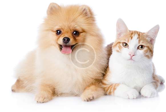 Hammer Lane Vet – Veterinary Services for Dogs and Cats
