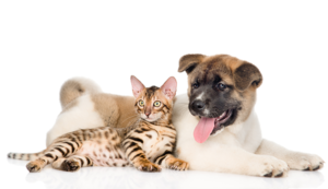 Hammer Lane Veterinary Hospital – Veterinary Services for Dogs and Cats
